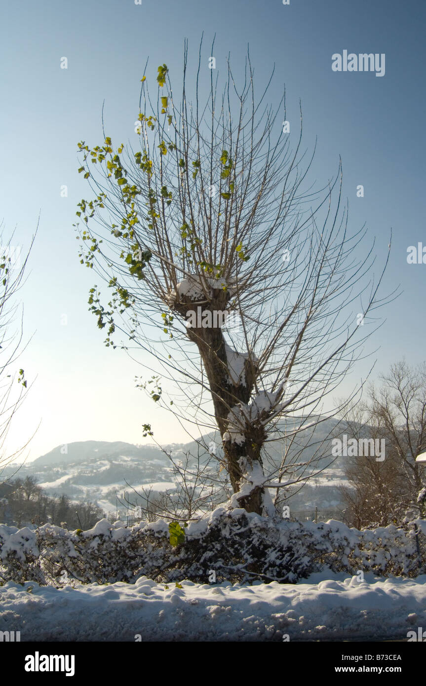 A tree in the Apennine mountain near Pesaro . Landscape Stock Photo - Alamy