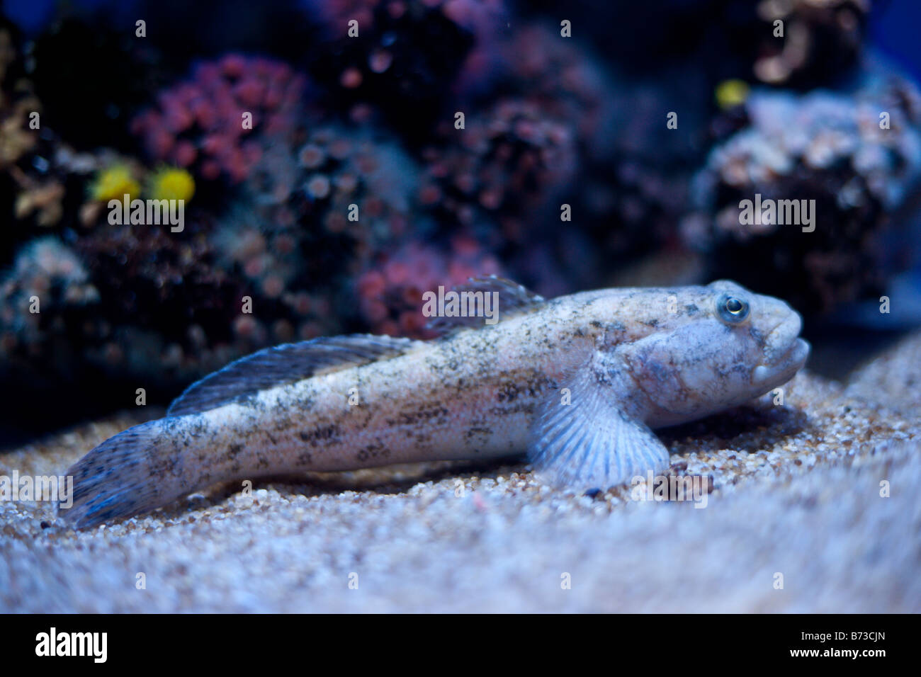 Mallorca Palma Aquarium black goby fish Stock Photo - Alamy