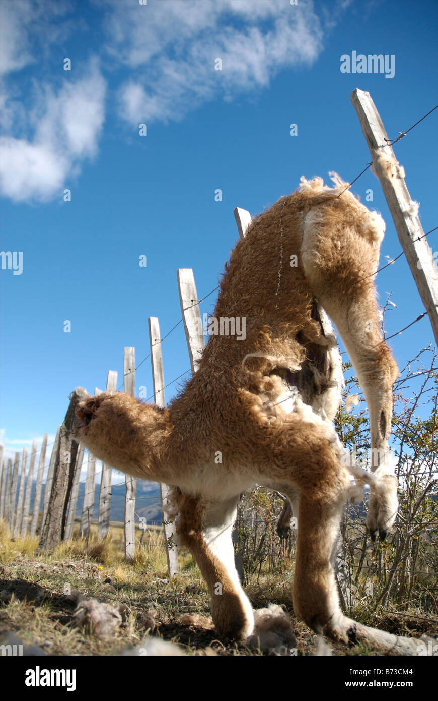 Headless corpse hi-res stock photography and images - Alamy