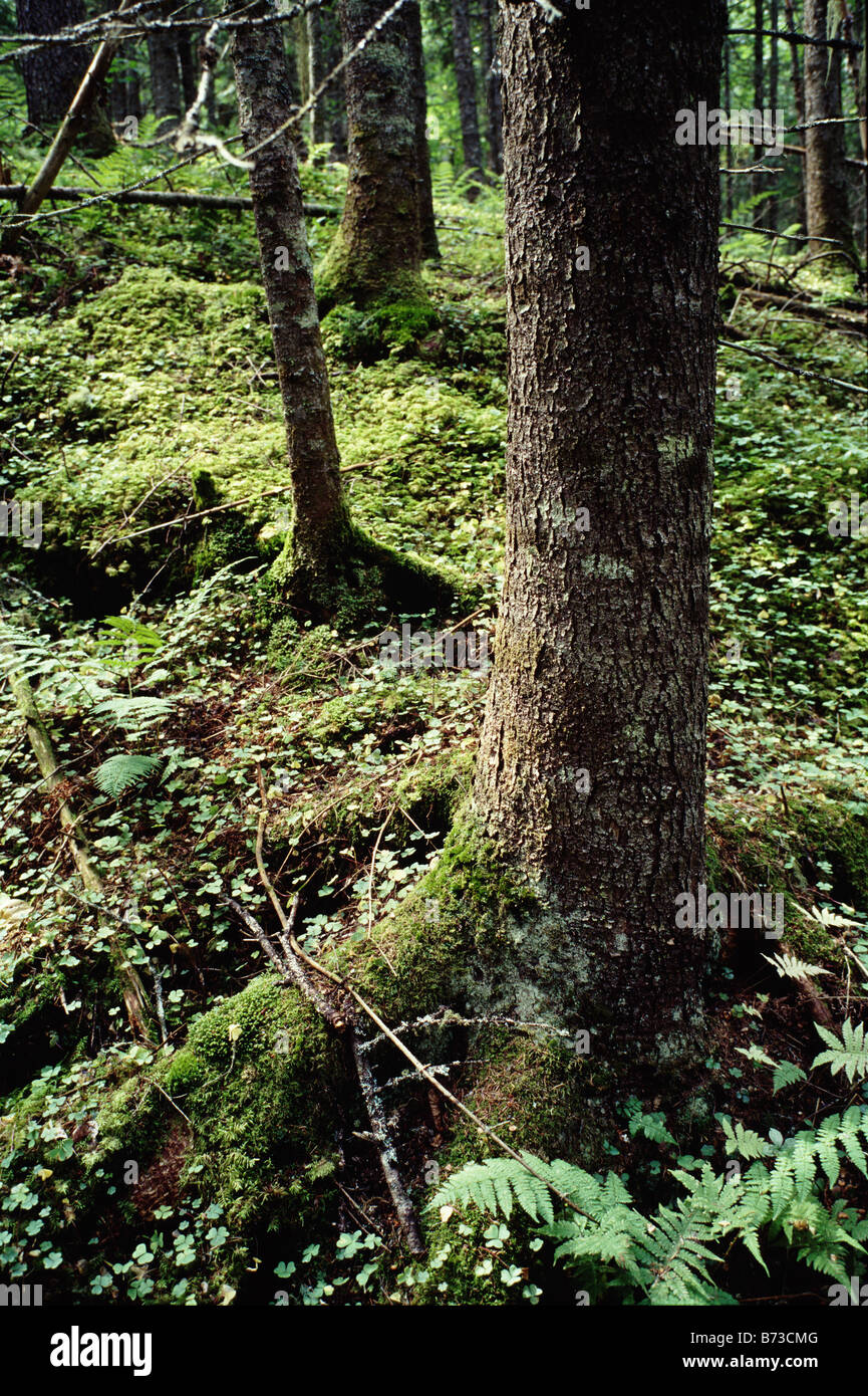 trees in an ecologically controlled area zone trees ferns forest heavy ...