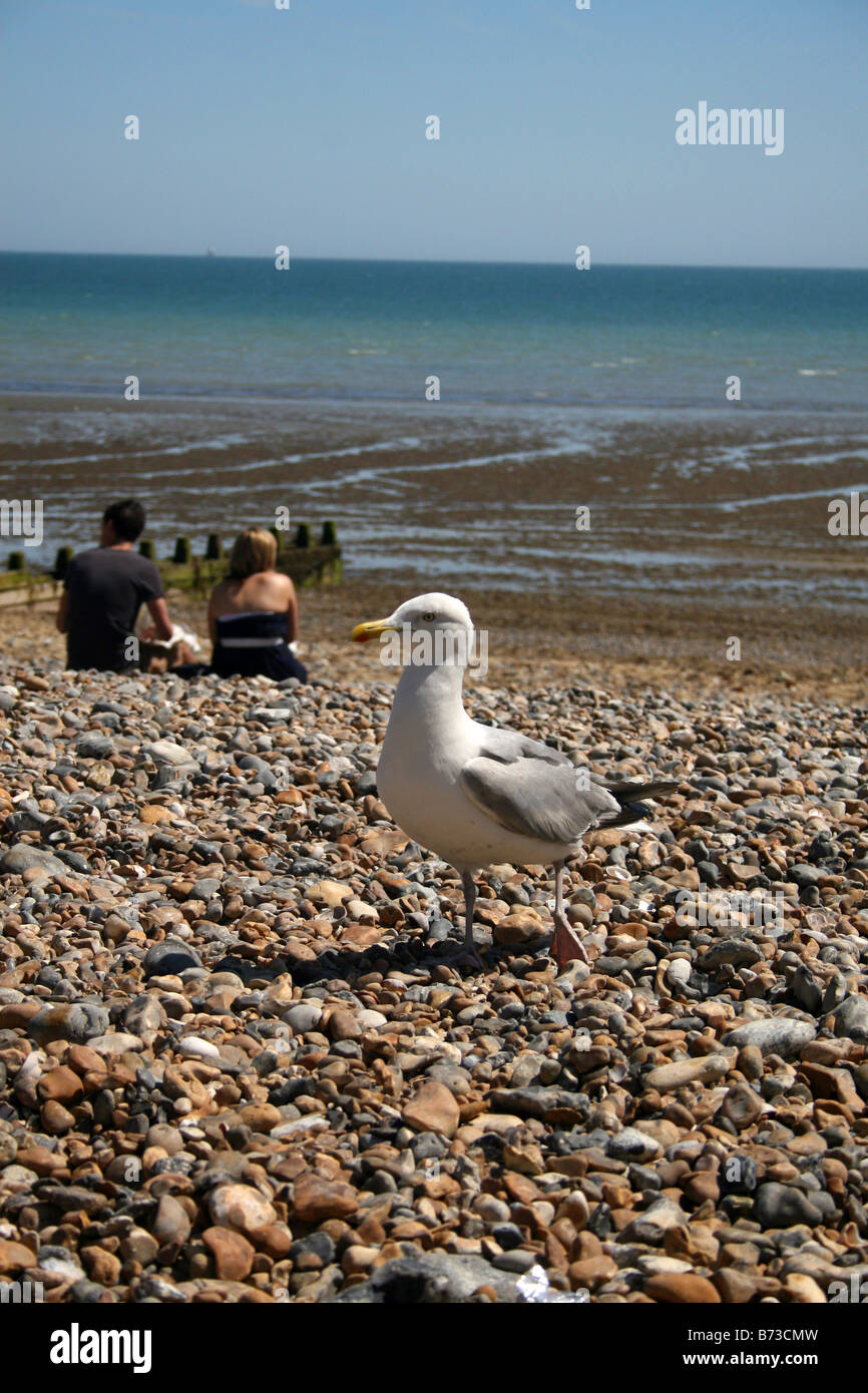 Brighton seagull hi-res stock photography and images - Alamy