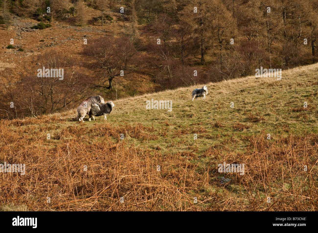 "Tupping" sheep in the English Lake District Stock Photo - Alamy