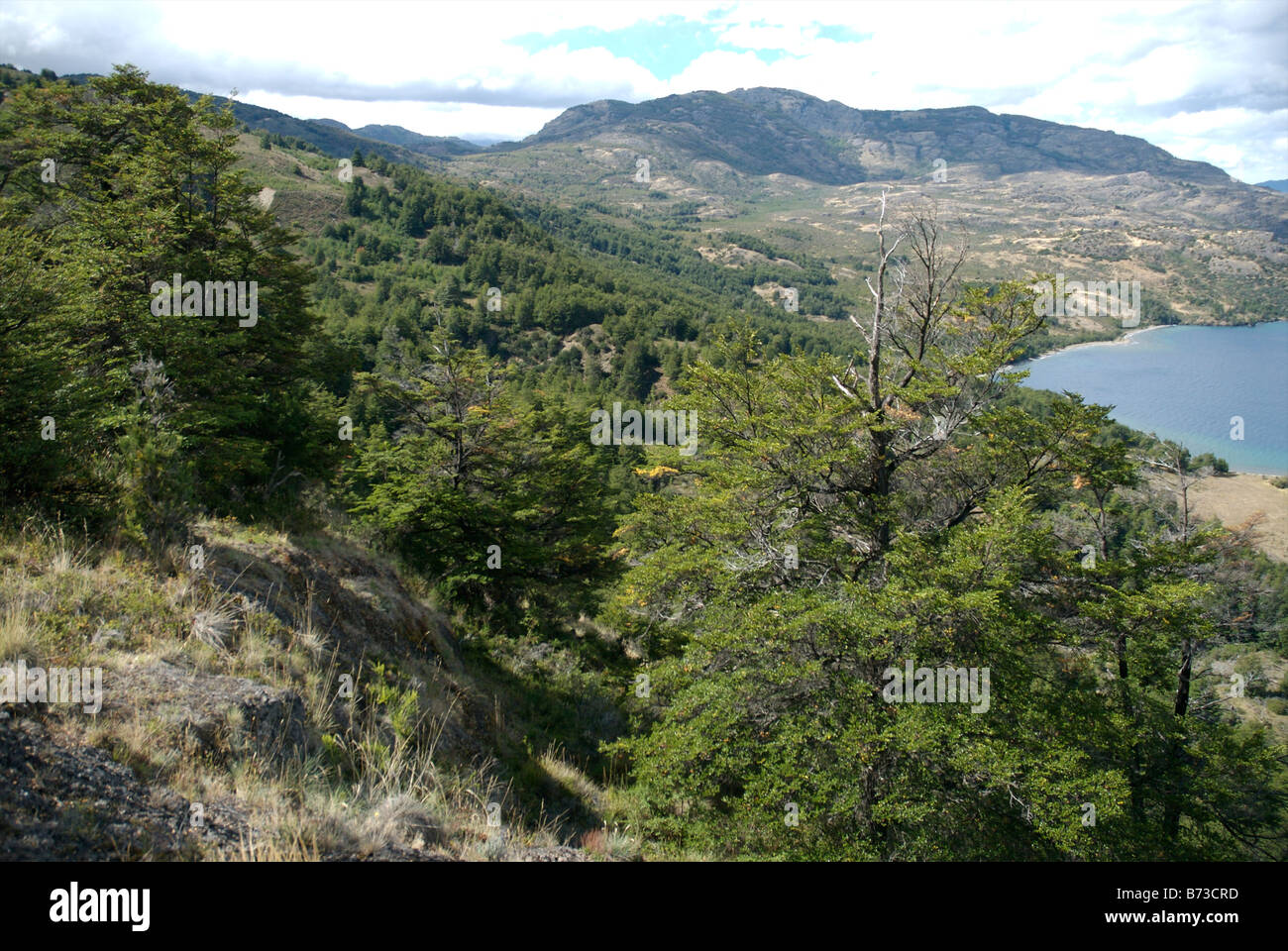 Tamango hi-res stock photography and images - Alamy