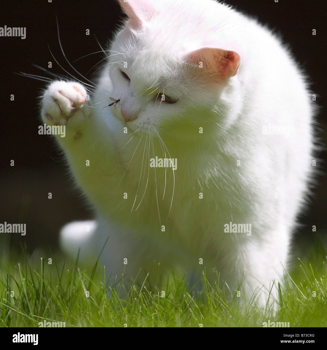 A white cat chasing flies in the garden in the summer Stock Photo - Alamy