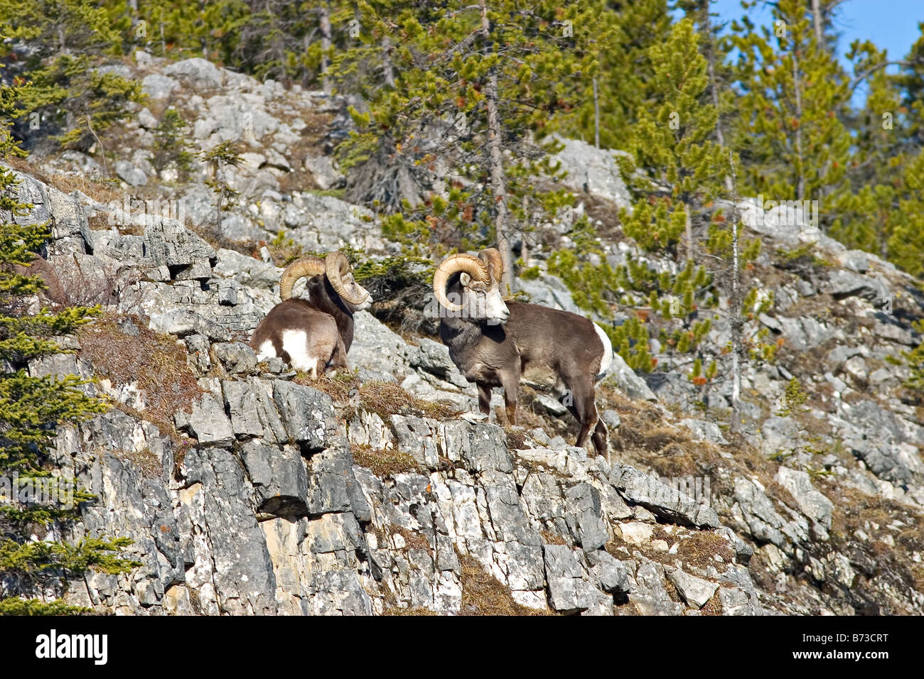 Stone sheep ovis dalli stonei ram hi-res stock photography and images ...