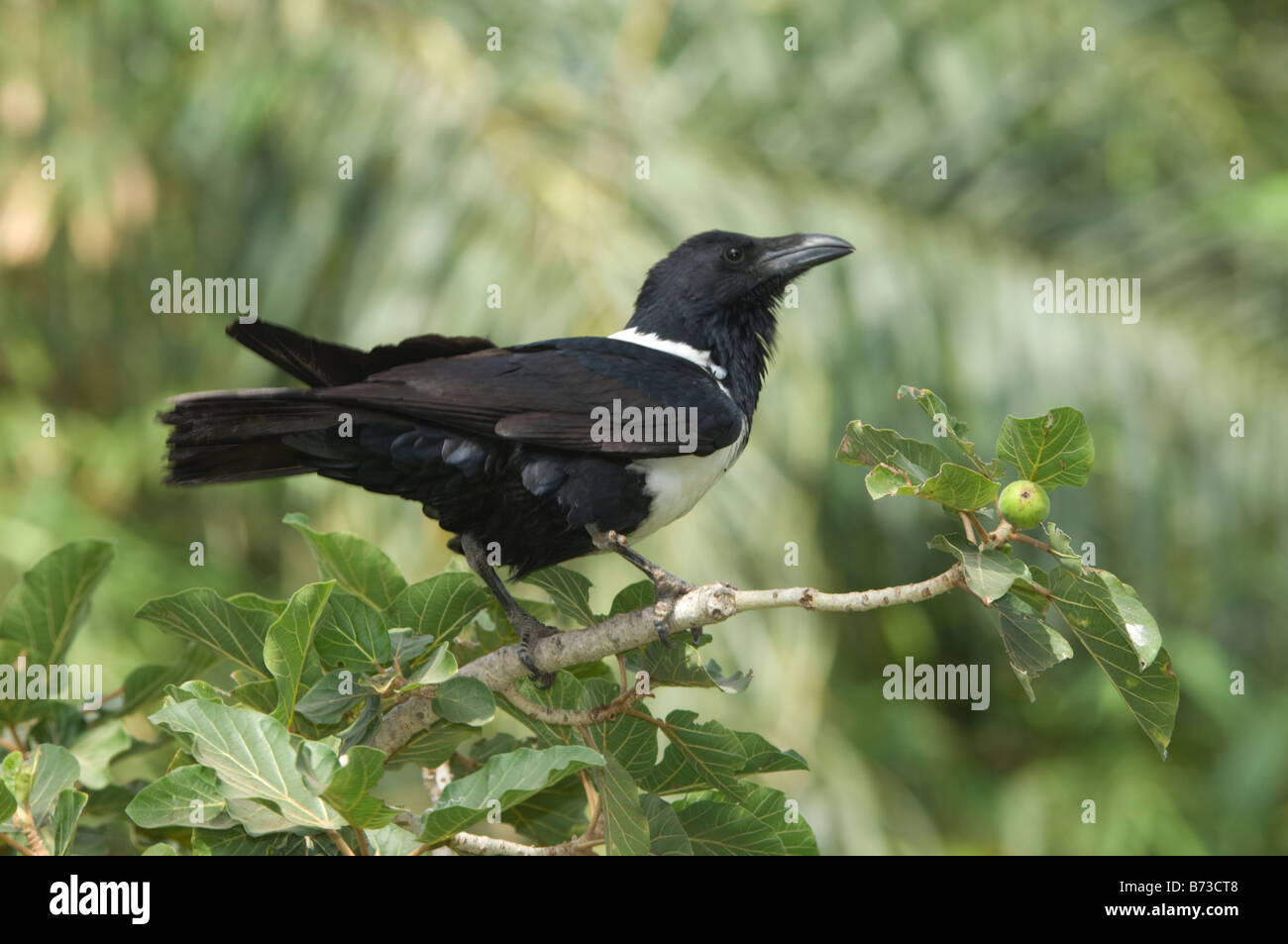 Pied Crow Corvus albus Stock Photo - Alamy