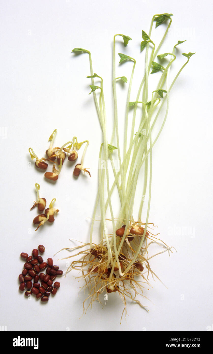 Adzuki bean sprouts hi-res stock photography and images - Alamy