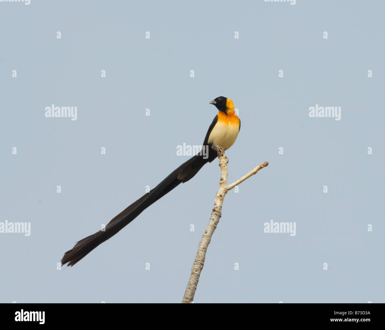 Paradise whydah birds hi-res stock photography and images - Alamy