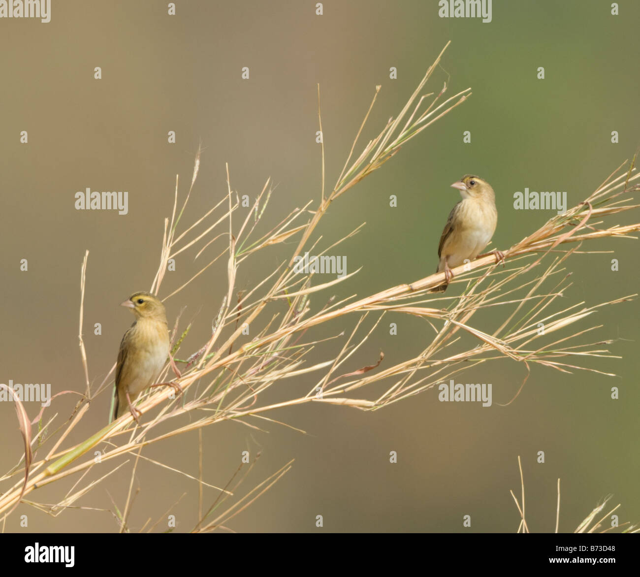 Non passeriformes hi-res stock photography and images - Alamy