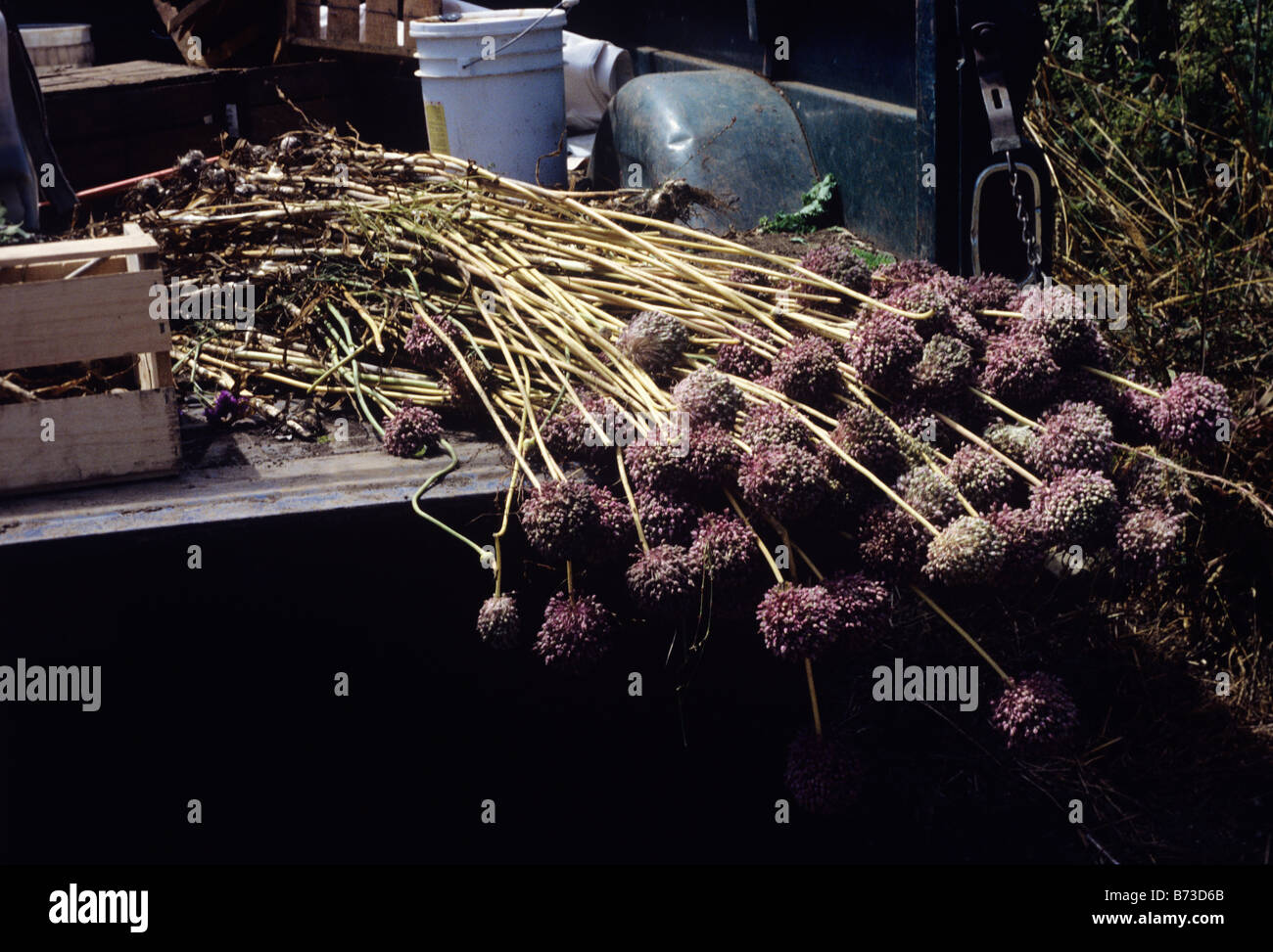 Garlic harvest, Green Gulch Farm, California USA Stock Photo - Alamy