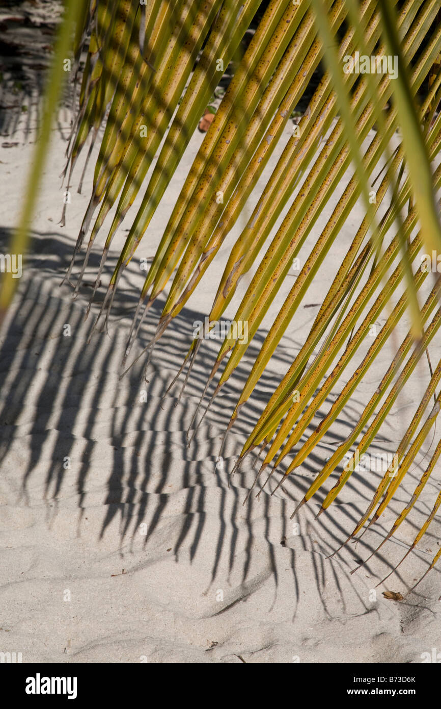 Shadow of palm fronds on beach Stock Photo - Alamy