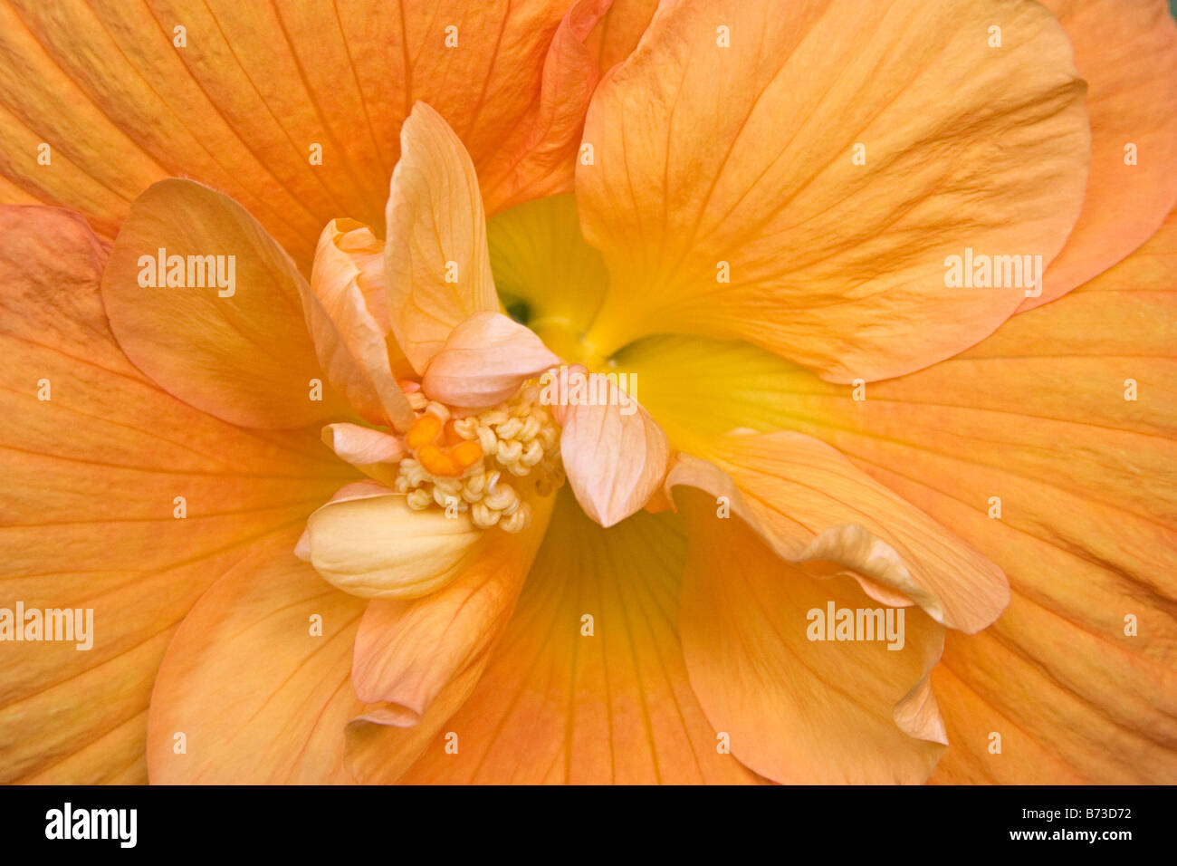 Oaxaca flower hi-res stock photography and images - Alamy