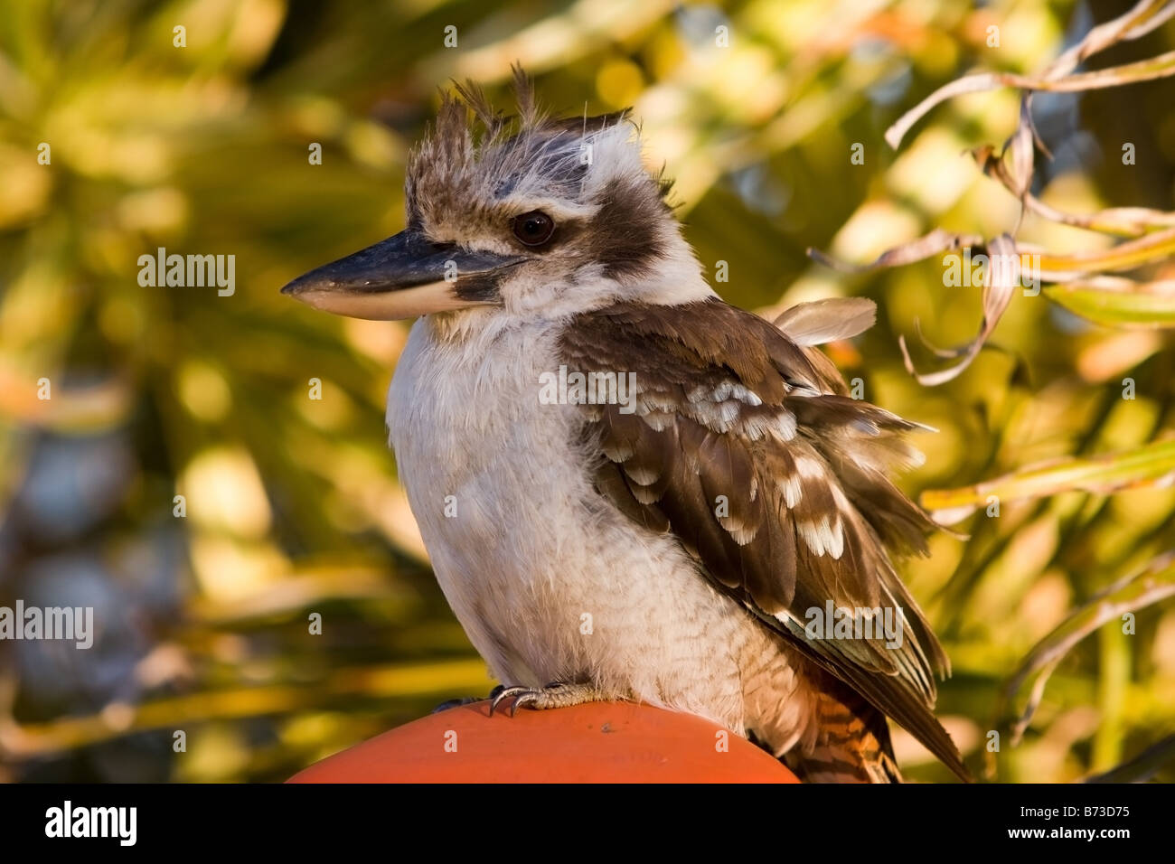A close up of an Australian laughing Kookaburra Stock Photo - Alamy