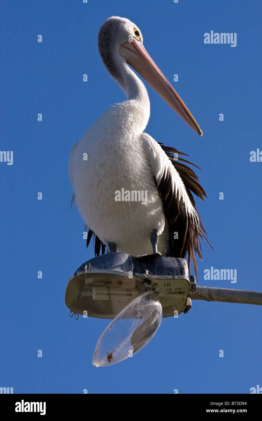 Australian pelican beak hi-res stock photography and images - Alamy