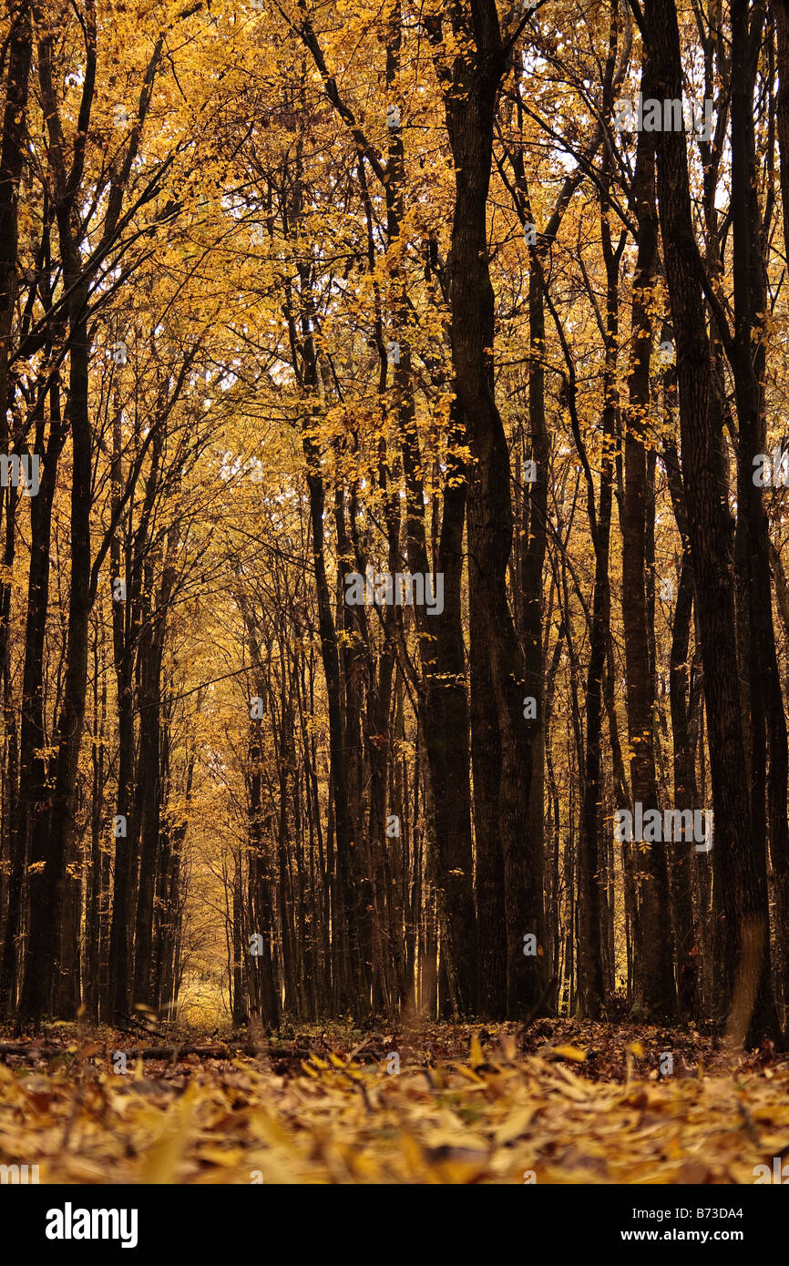 autumn in forest Stock Photo - Alamy