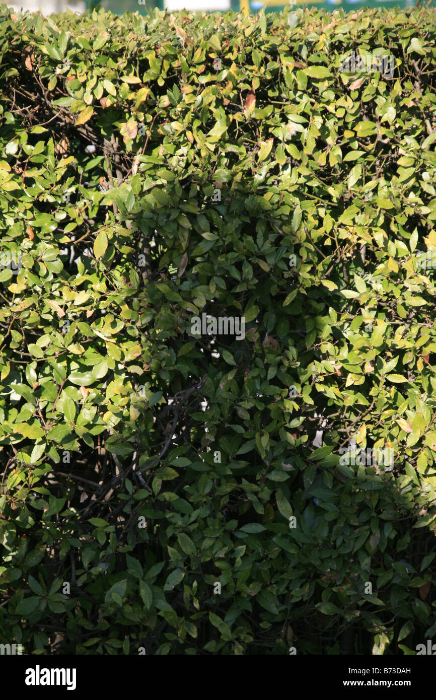close up man's statue head shadow on tree hedge Stock Photo - Alamy