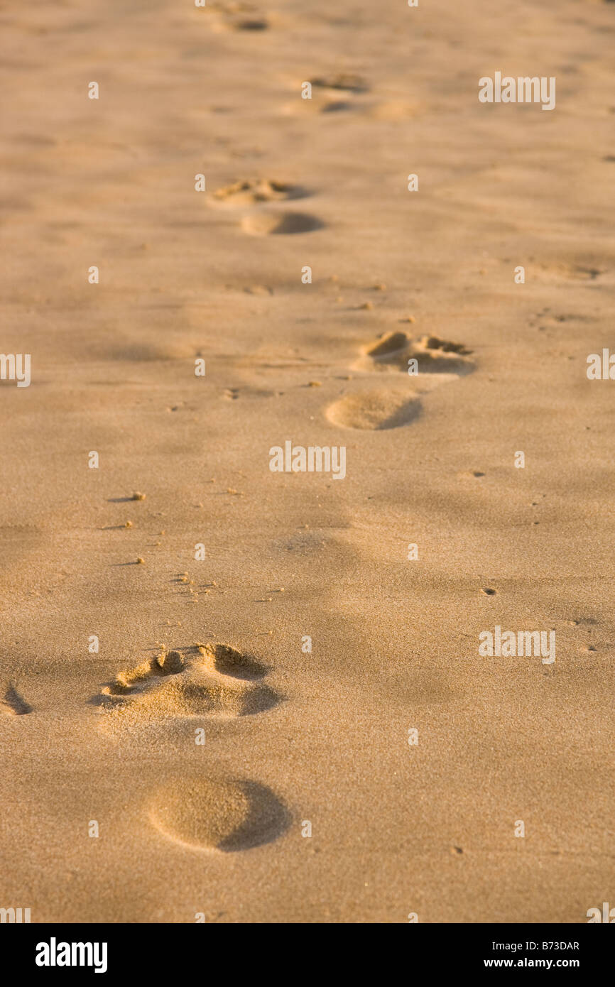 Footprints in the sand leading forward into the distance Stock Photo ...