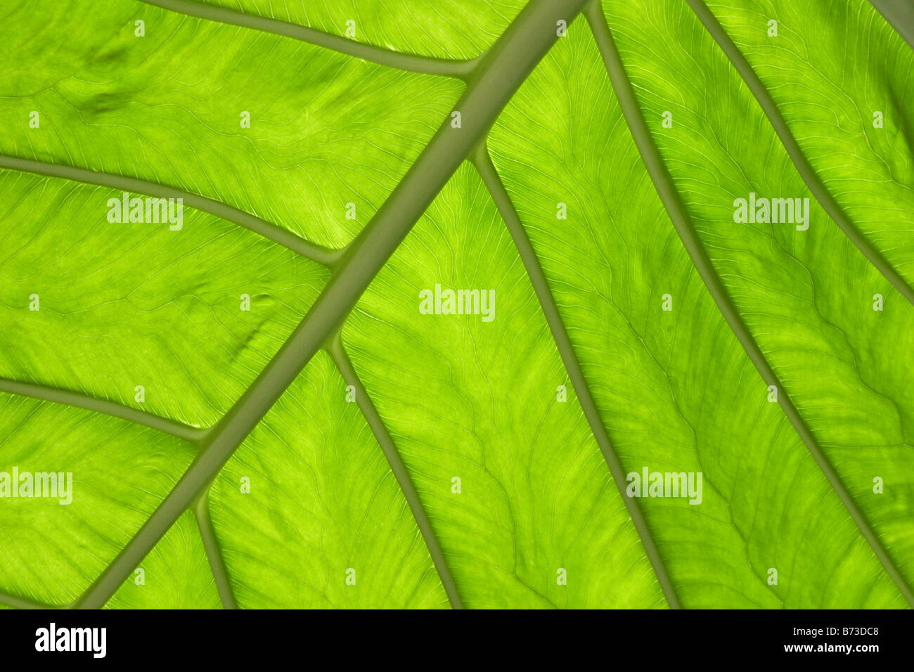 Macro closeup of Elephant Ear Leaf Stock Photo - Alamy