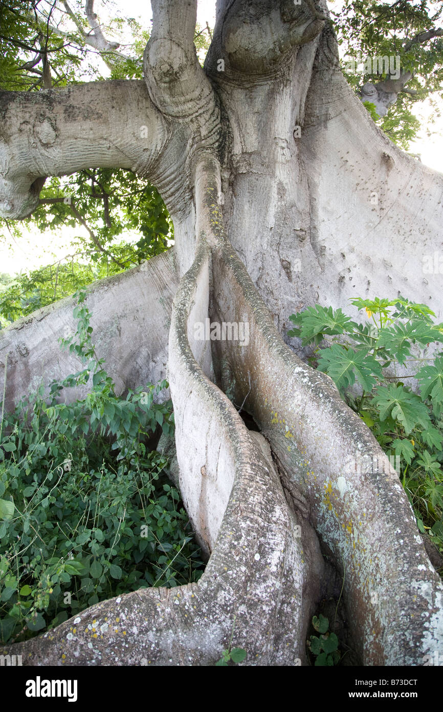Ceiba tree in Vieques Puerto Rico Stock Photo - Alamy