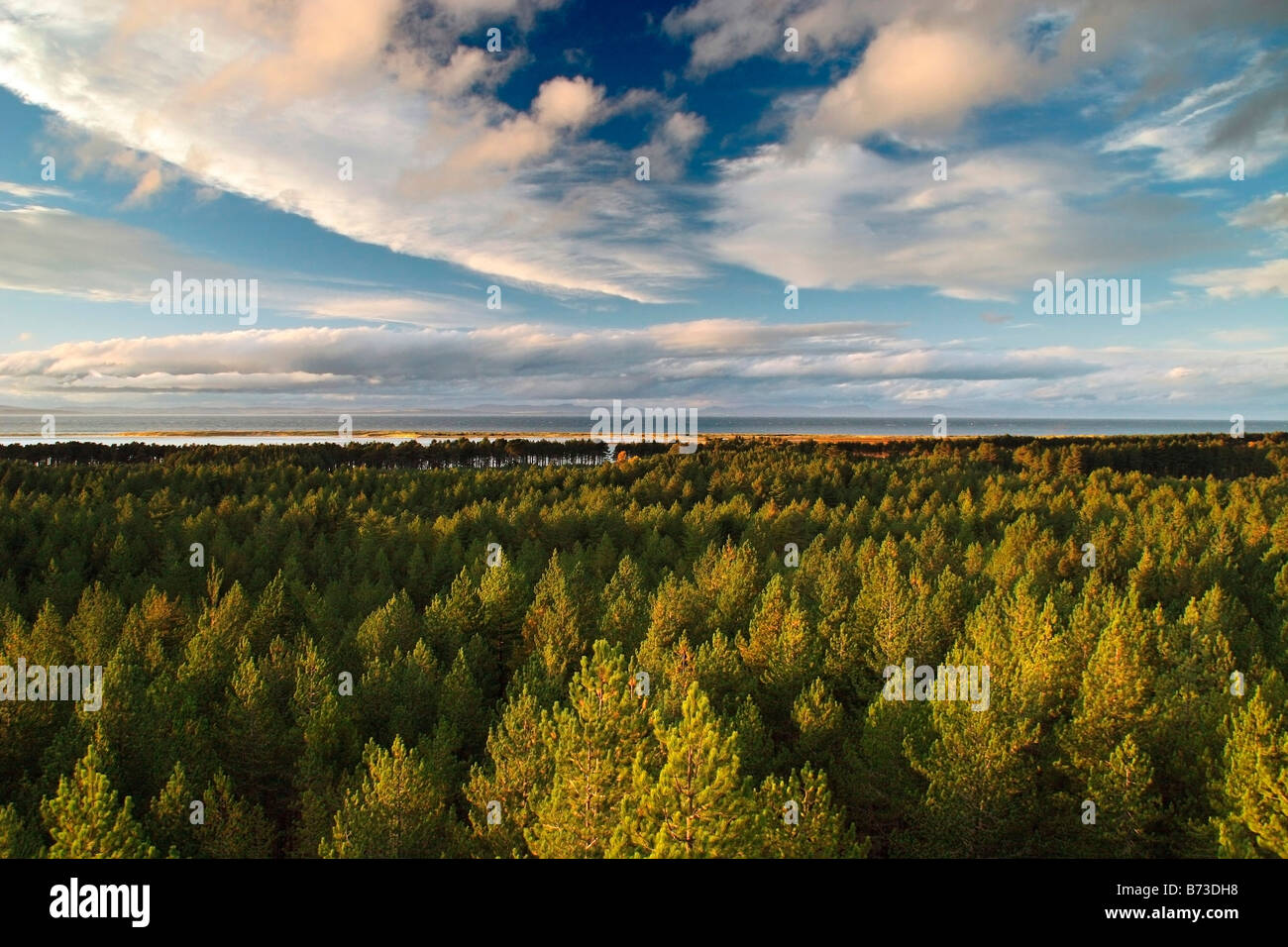 Culbin Forest from Tower at Hill 99, near Forres, Moray Shire, Scotland ...