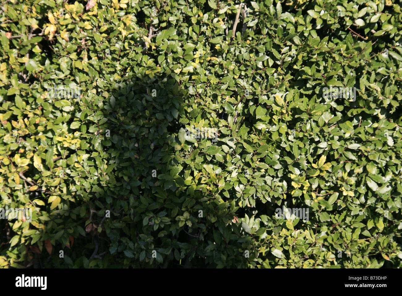 close up man's statue head shadow on tree hedge Stock Photo - Alamy