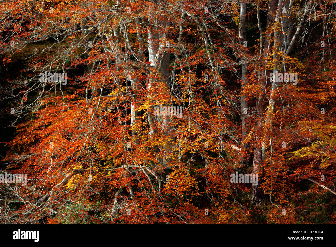 Autumn forres hi-res stock photography and images - Alamy