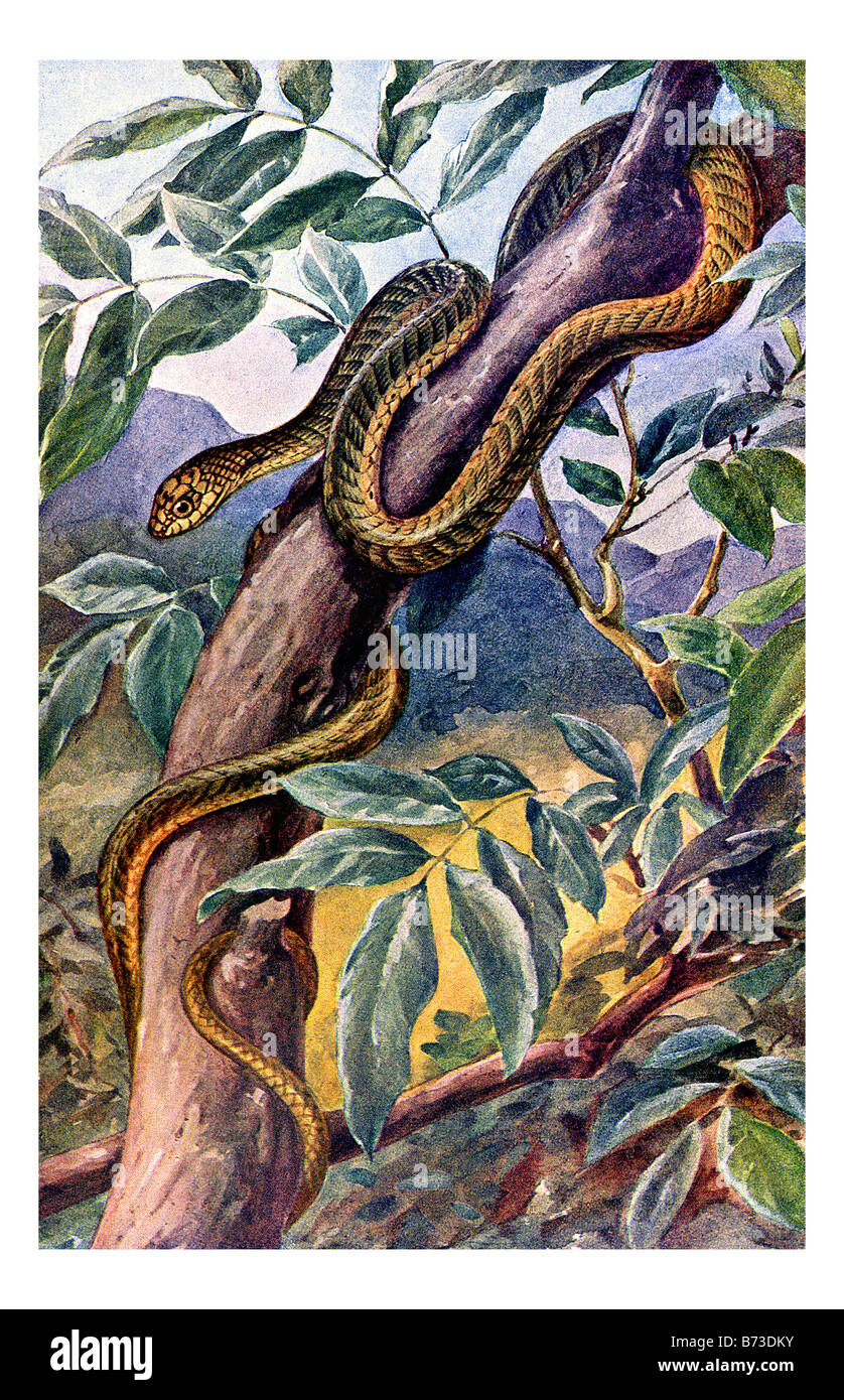 Boomslang snake hi-res stock photography and images - Alamy