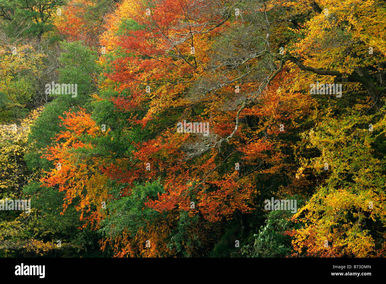 Autumn forres hi-res stock photography and images - Alamy