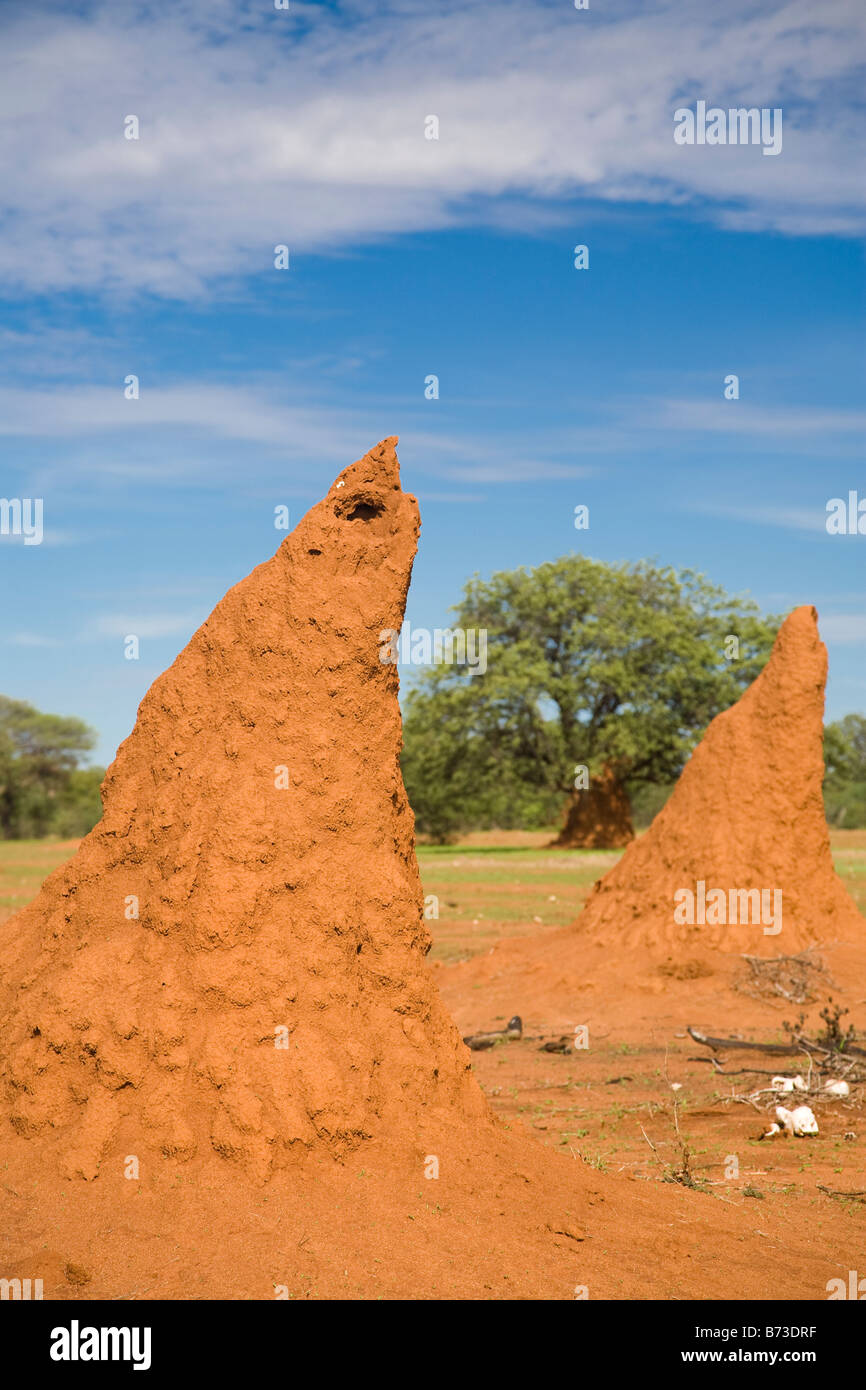 Termite hills hi-res stock photography and images - Alamy