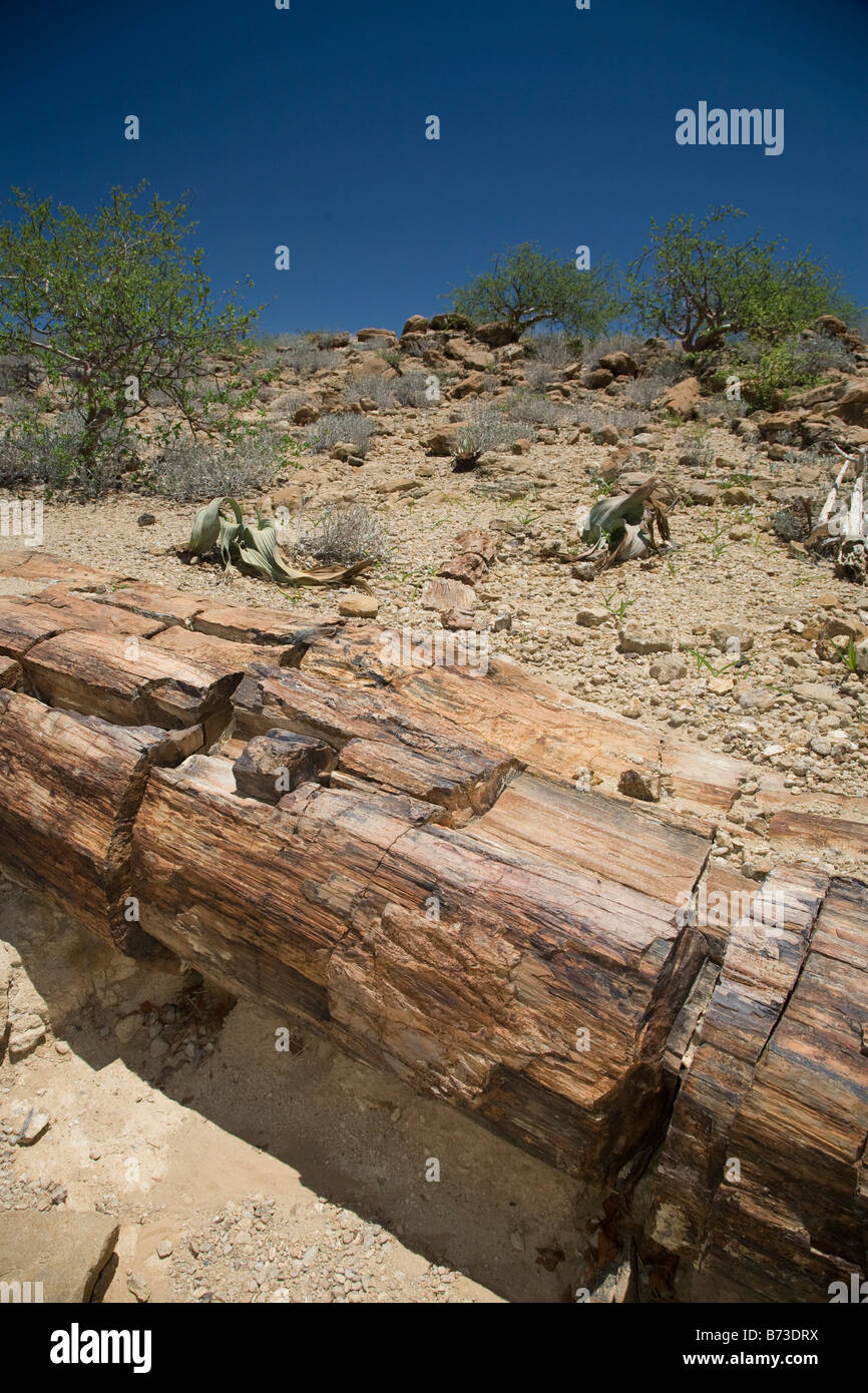logs of petrified wood are strewn about desert Stock Photo - Alamy