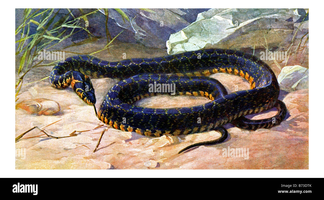 Horseshoe whip snake hi-res stock photography and images - Alamy