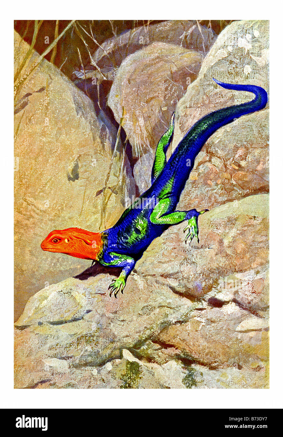 Illustration of Agama planiceps, "Namibian Rock Agama Stock Photo - Alamy
