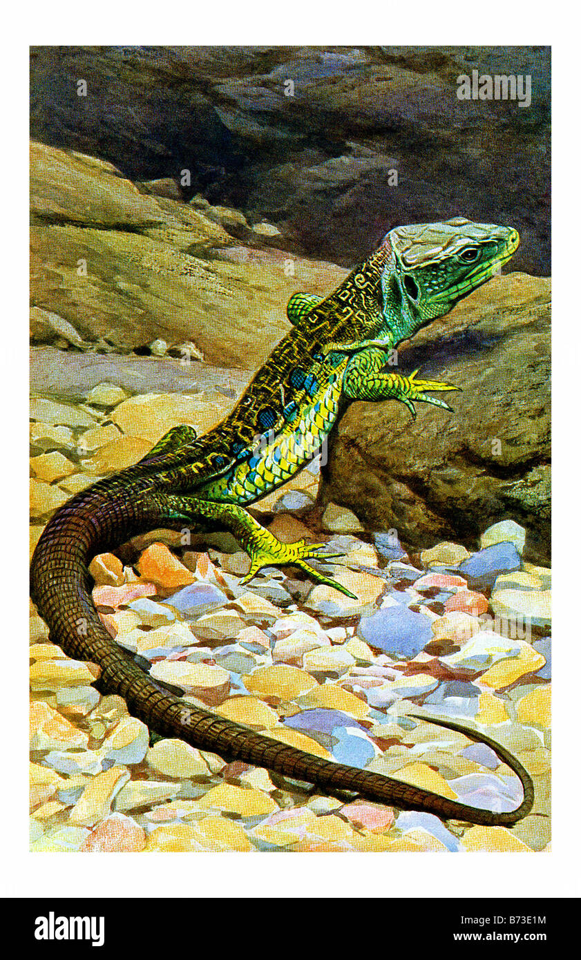 illustration of the ocellated Lizard Stock Photo - Alamy