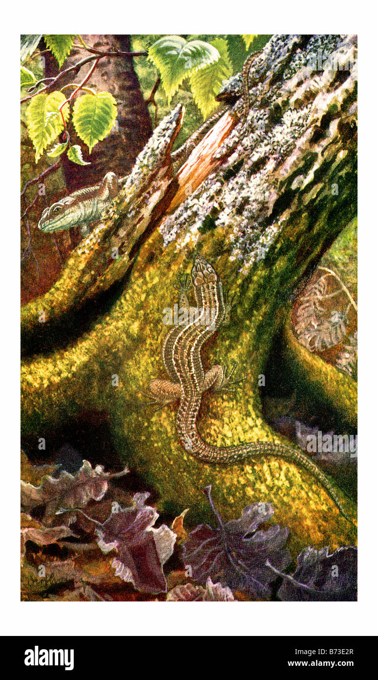 Illustration of a common lizard Stock Photo - Alamy