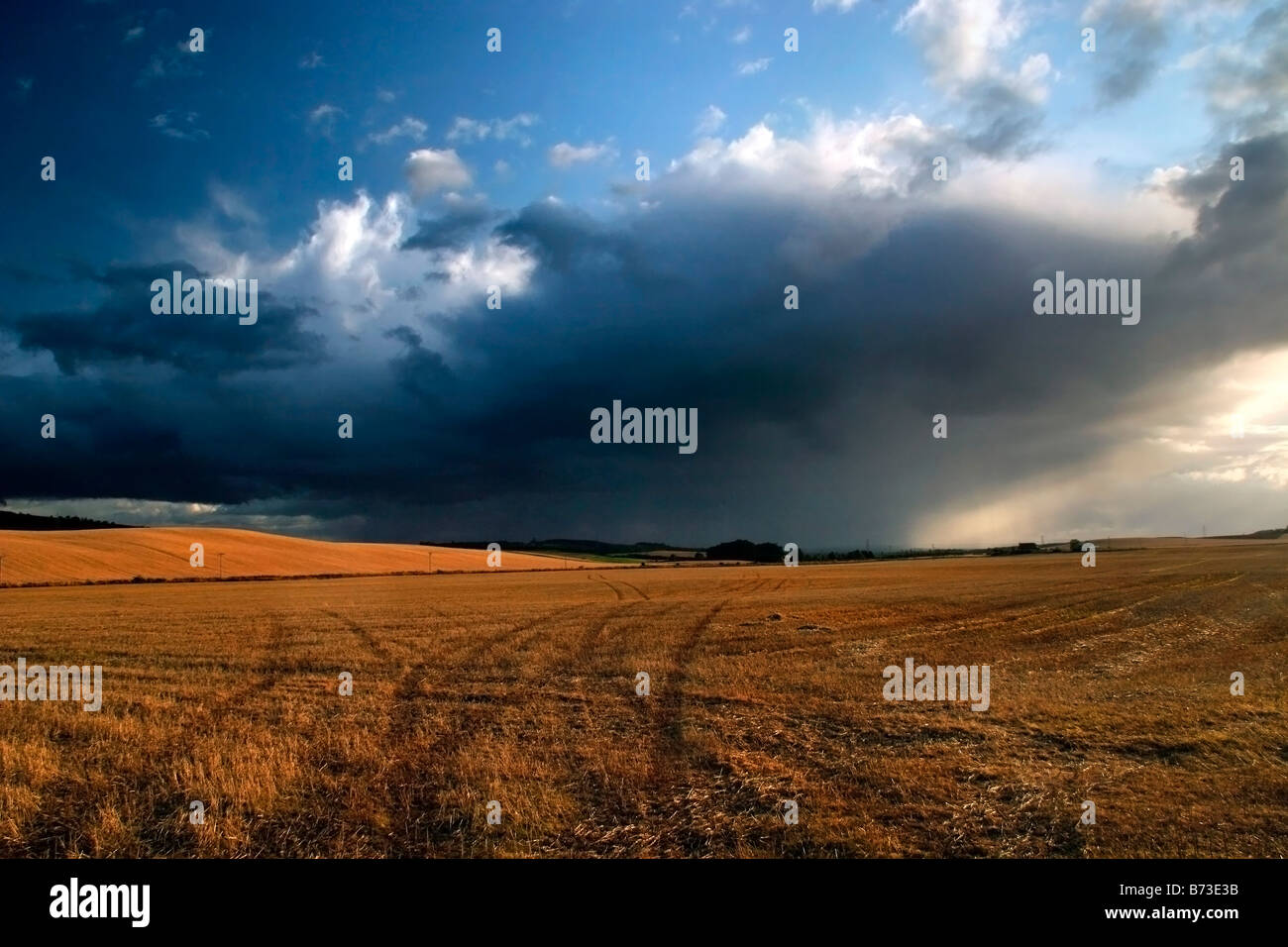 Summer buckie hi-res stock photography and images - Alamy