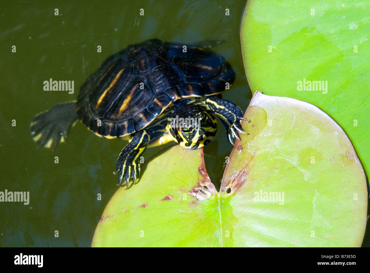 Sweetwater turtle in pool on hi-res stock photography and images - Alamy