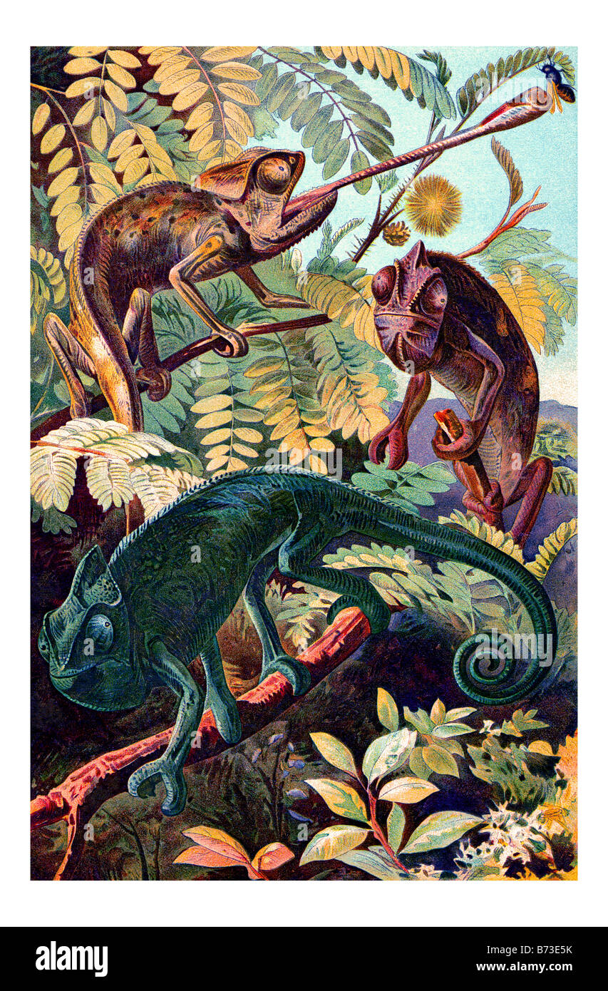 African chameleon chamaeleo africanus hi-res stock photography and ...