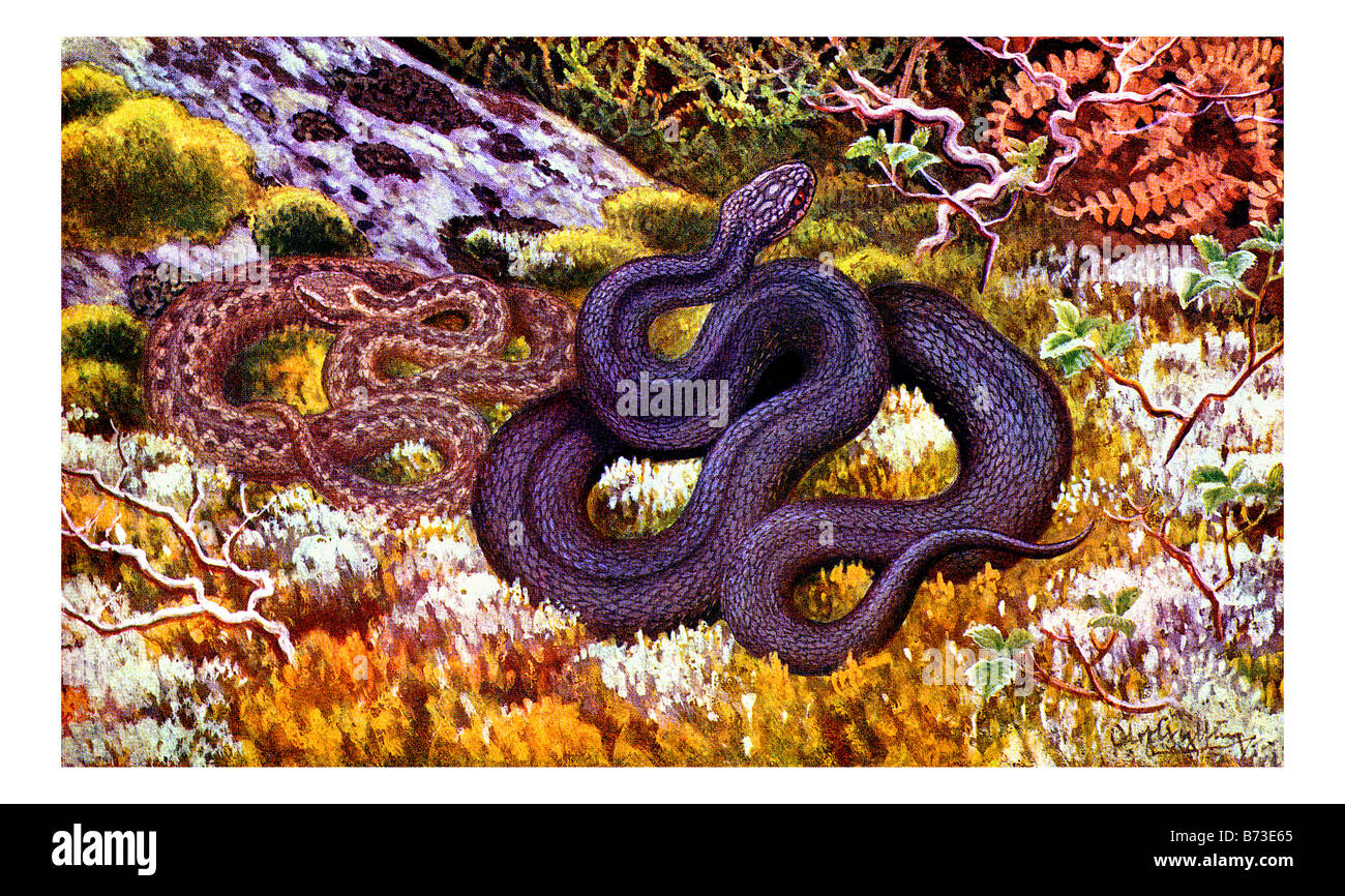 illustration of the common European adder Stock Photo - Alamy
