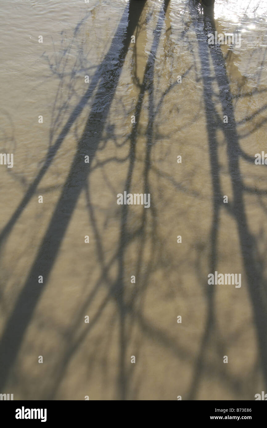 bare tree branches in brown flood water in river Stock Photo - Alamy