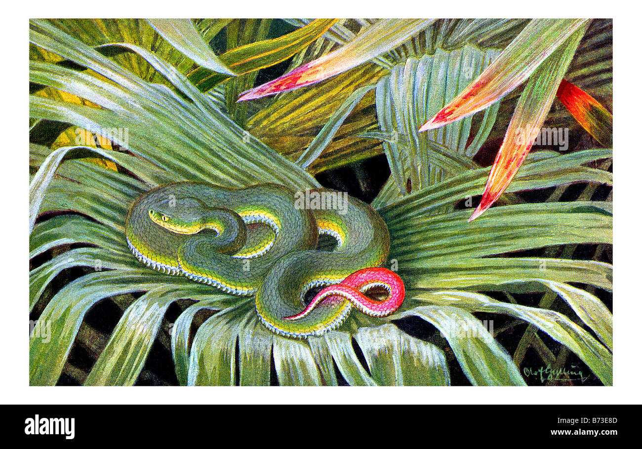Indian tree viper hi-res stock photography and images - Alamy