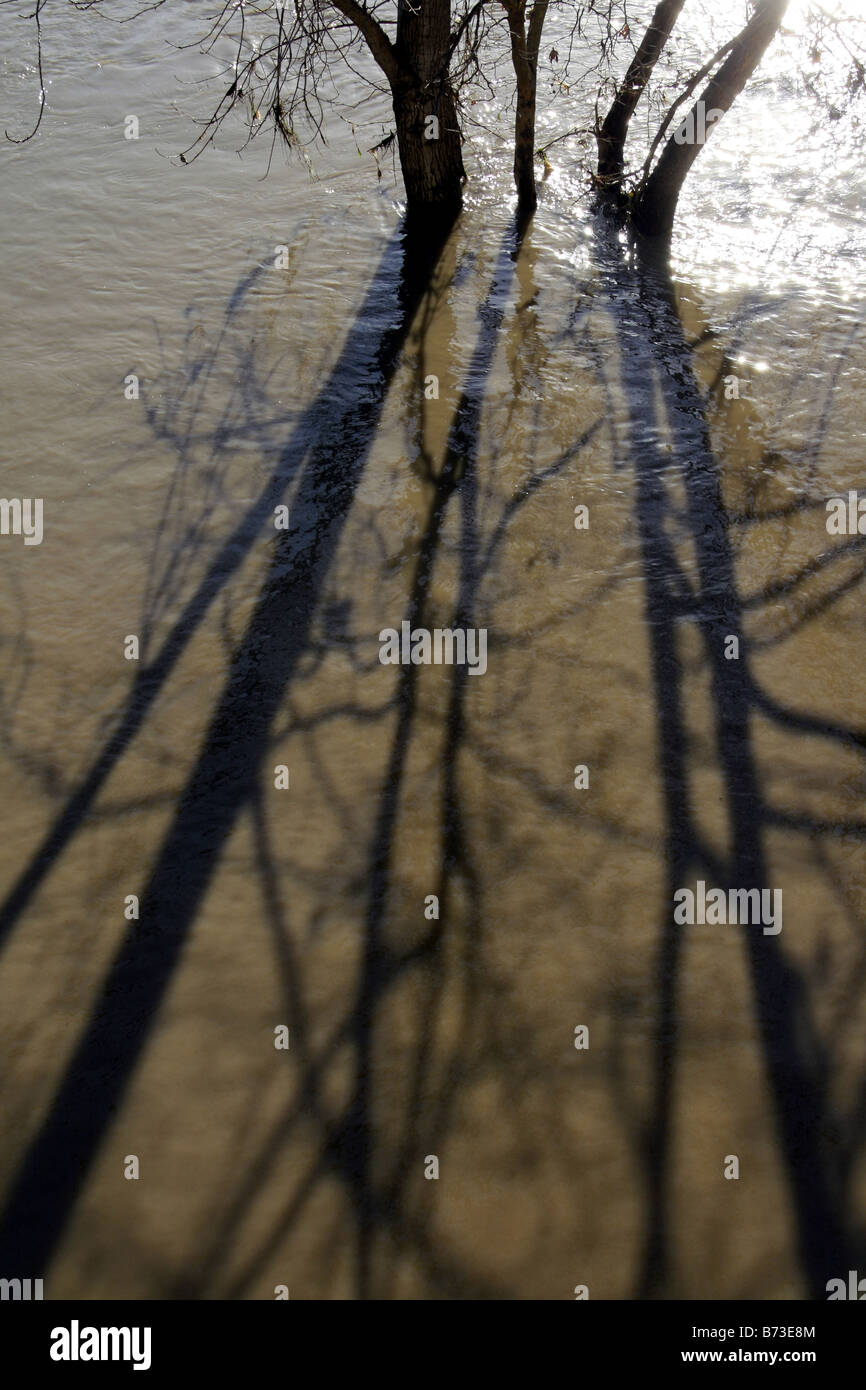 bare tree branches in brown flood water in river Stock Photo - Alamy