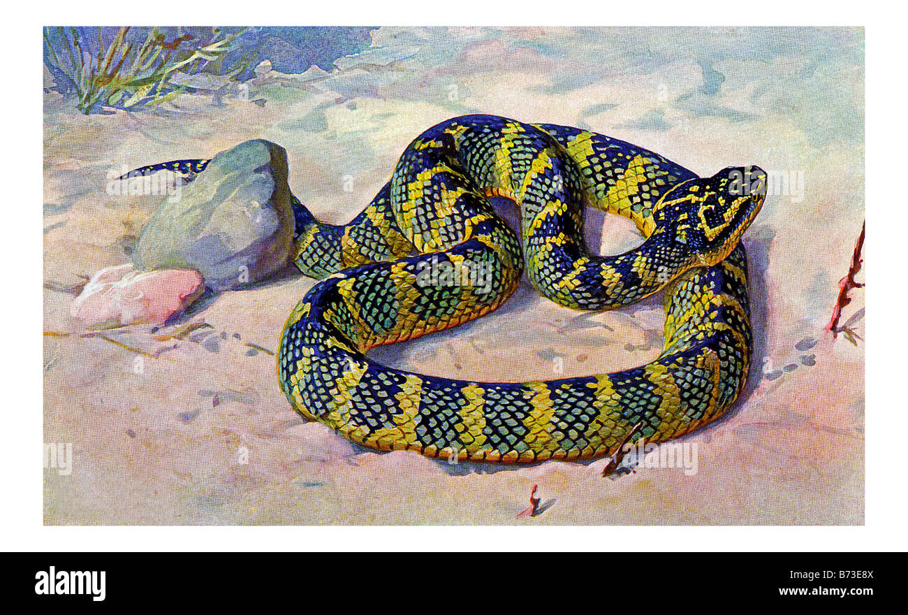 illustration of temple pit viper Stock Photo - Alamy