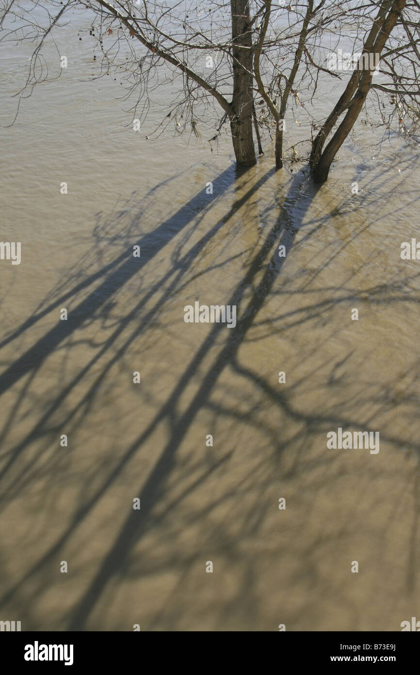 bare tree branches in brown flood water in river Stock Photo - Alamy