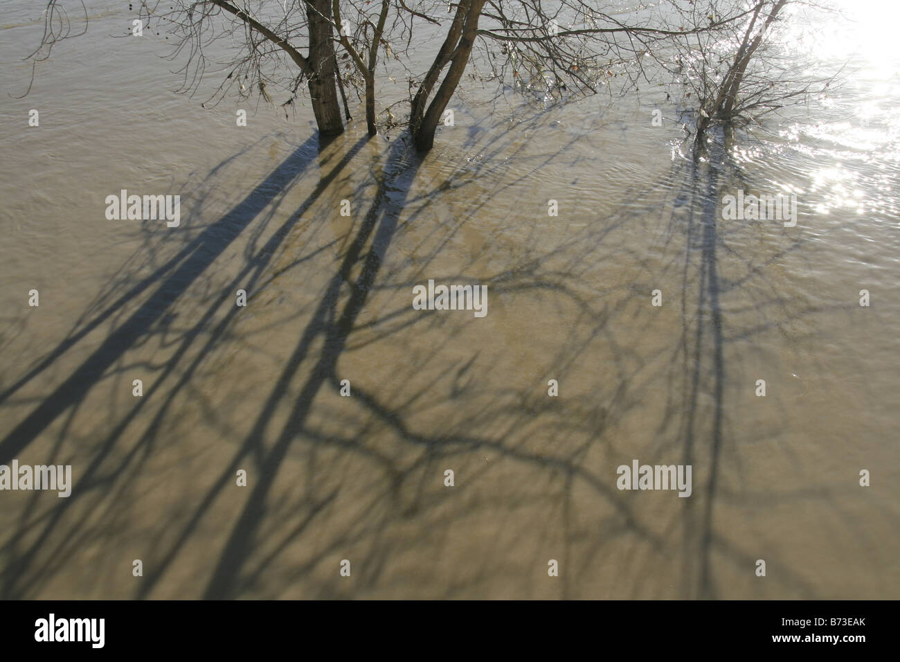 bare tree branches in brown flood water in river Stock Photo - Alamy