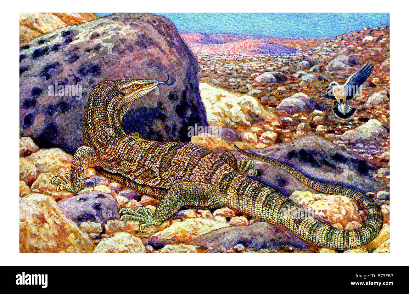 a lizard looking for prey Stock Photo - Alamy