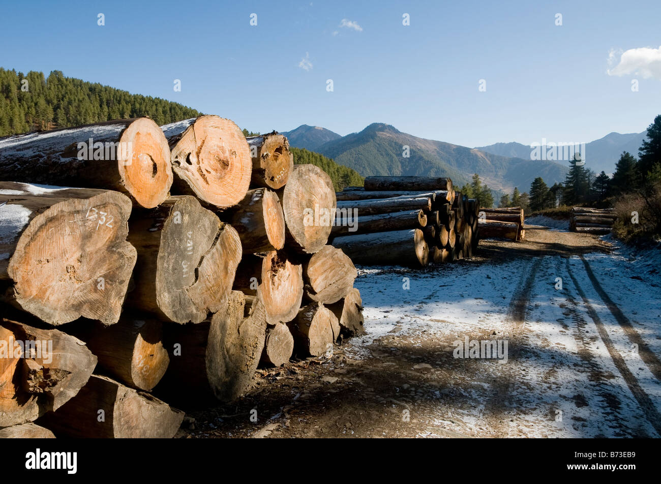 Logging Gangtey Valley Bhutan Asia Stock Photo - Alamy