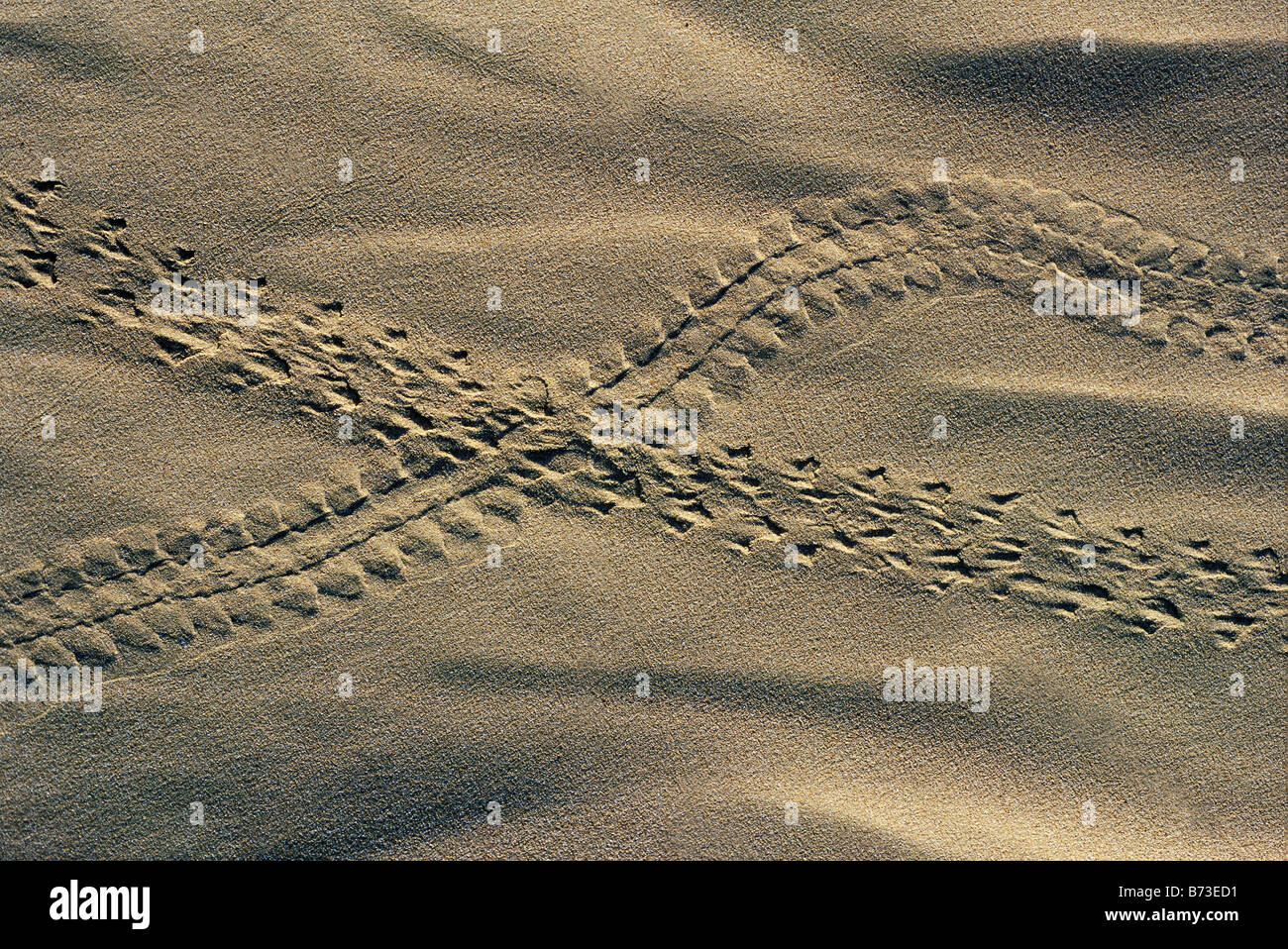 Insect track sand hi-res stock photography and images - Alamy