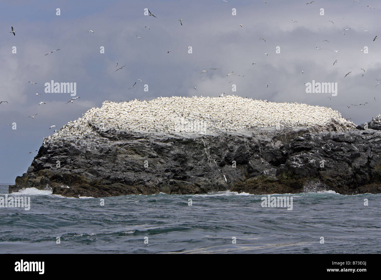 Grassholm island gannet hi-res stock photography and images - Alamy
