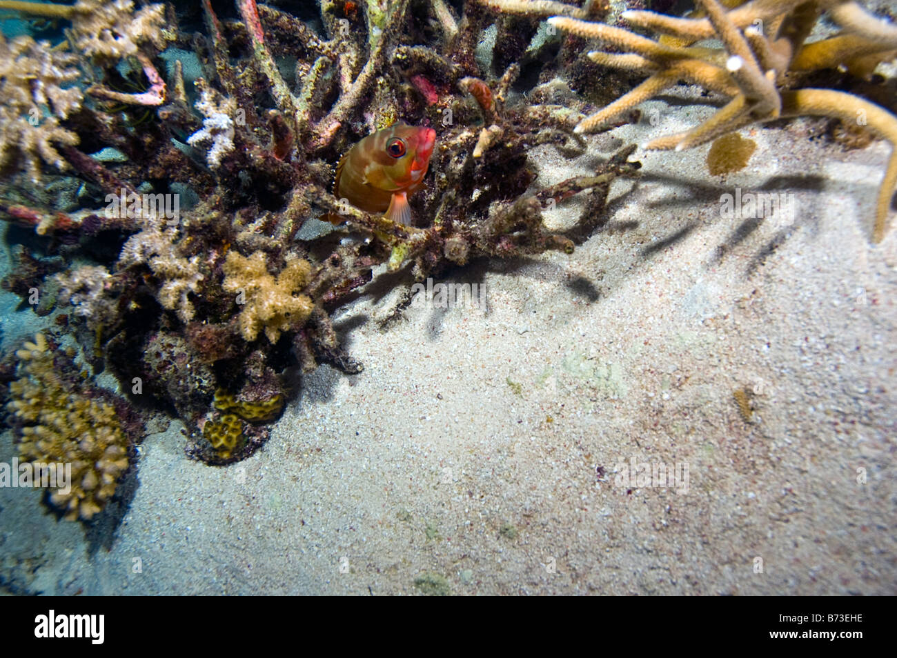 one small grouper hiding among coral of great barrier reef australia ...