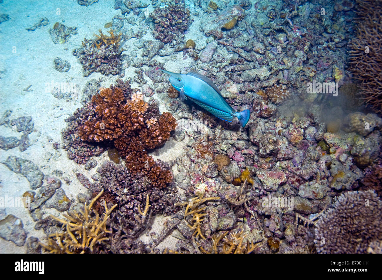 single blue unicornfish near coral of great barrier reef australia ...